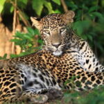 Wilpattu Half Day Safari From Anuradhapura - The Practical Aspects of the Tour