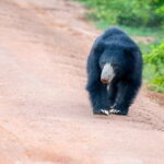 Wilpattu Half Day Safari from Sigiriya - The Wilpattu National Park Itinerary: Exploring Natures Canvas