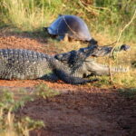 Wilpattu Jeep Safari Day Tour From Sigiriya - Wilpattu National Park: The Heart of the Adventure