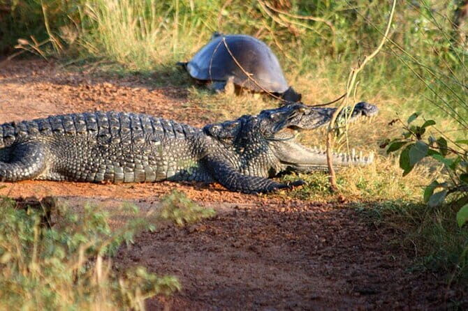 Wilpattu Jeep Safari Day Tour From Sigiriya - Wilpattu National Park: The Heart of the Adventure