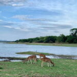 Wilpattu National park - All Inclusive Safari Day Tour - The Itinerary: What to Expect Day-by-Day