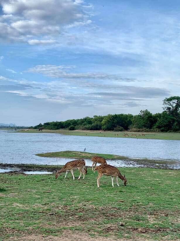 Wilpattu National park - All Inclusive Safari Day Tour - The Itinerary: What to Expect Day-by-Day
