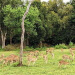 Wilpattu National park : Full day Safari (06:00am - 18:00pm) - Authentic Insights from Travelers