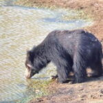 Wilpattu National park - Full day Safari (06:00am - 18:00pm) - Who Should Consider This Safari?