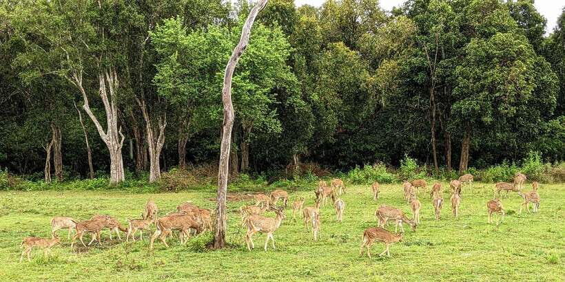 Wilpattu National park : Full day Safari (06:00am - 18:00pm) - Authentic Insights from Travelers