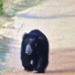 Wilpattu National park - Morning or Afternoon Safari - What Makes Wilpattu’s Safari Special?