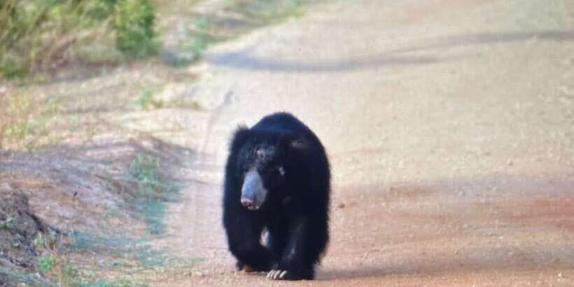 Wilpattu National park - Morning or Afternoon Safari - What Makes Wilpattu’s Safari Special?