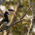 Wilpattu National Park Private Full Day Safari From Negombo - The Itinerary in Detail: From Negombo to Wilpattu