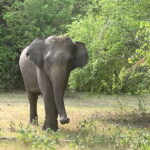 Wilpattu National Park: Private Safari - The Value Proposition