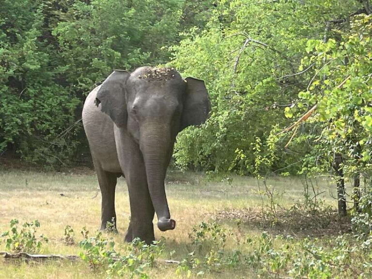 Wilpattu National Park: Private Safari - The Value Proposition
