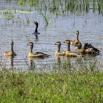 Wilpattu National Park Safari from Kandy - The Private Guided Jeep Safari