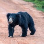 Wilpattu National Park Safari from Negombo - Setting the Scene: Starting from Negombo