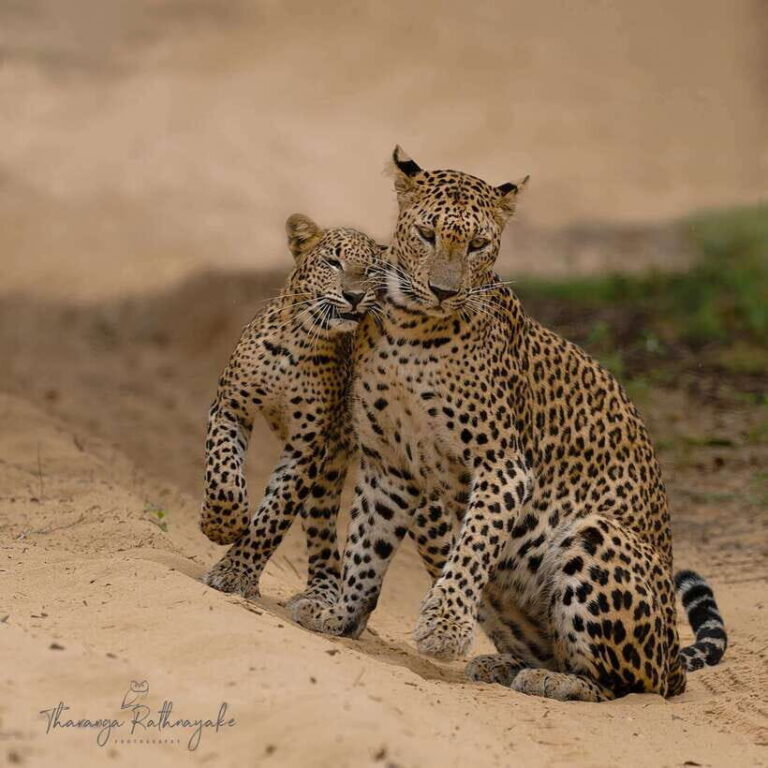 Wilpattu National Park Safari Guided by NATURALIST / RANGER - Who Will Love This Safari?