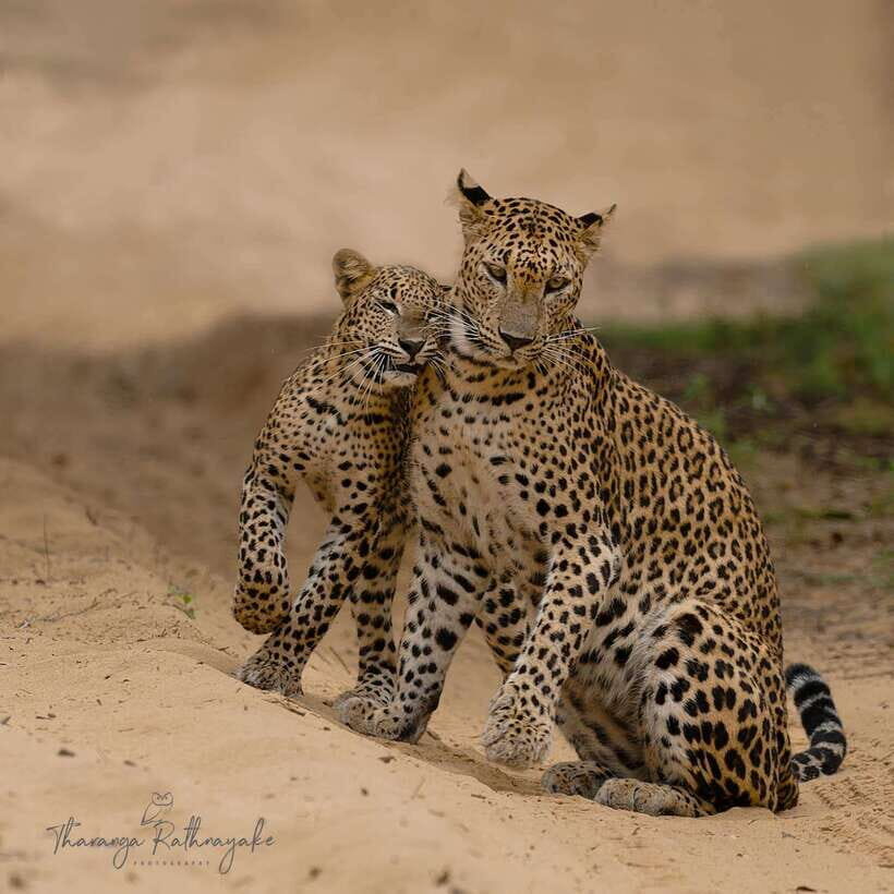 Wilpattu National Park Safari Guided by NATURALIST / RANGER - Who Will Love This Safari?