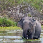 Wilpattu National Park Safari Jeep Tour - Experience Overview and What to Expect