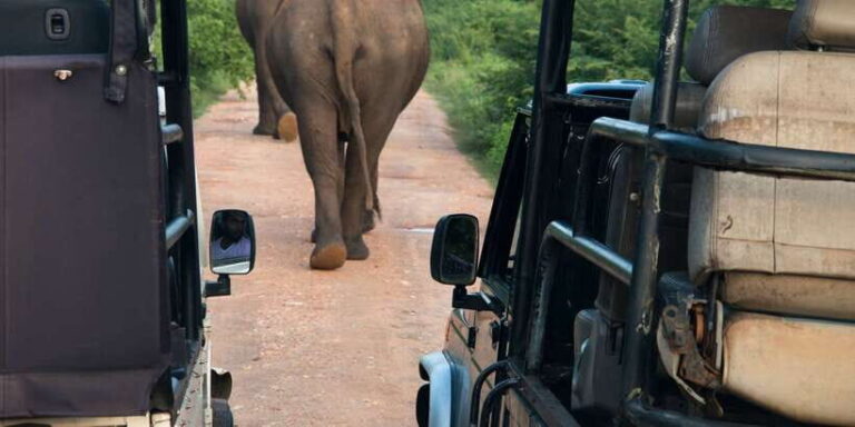 Wilpattu National Park Safari Tour from Dambulla - Who Will Love This Tour?