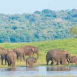 Wilpattu National Park Safari Tour from Kandy - The Itinerary Breakdown: What to Expect
