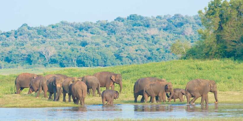 Wilpattu National Park Safari Tour from Kandy - The Itinerary Breakdown: What to Expect