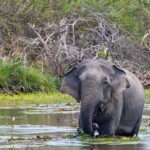 Wilpattu National Park safari with Hotel Transfers, jeep, tickets - Who Will Enjoy This Safari?