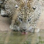 Wilpattu National Park Ticket with jeep safari & Transfers - Why This Tour Represents Good Value