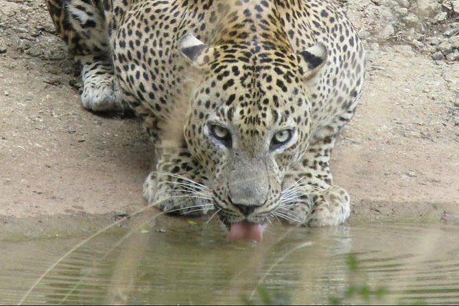 Wilpattu National Park Ticket with jeep safari & Transfers - Why This Tour Represents Good Value