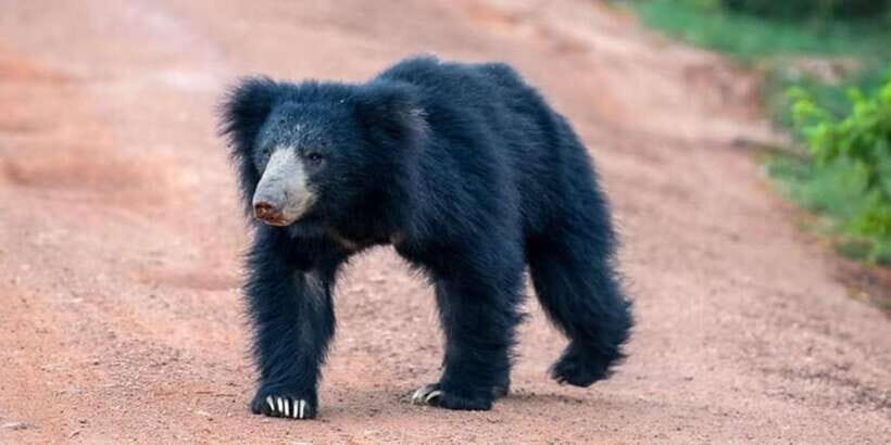 Wilpattu National park with Safari jeep & Entrance ticket - How It Compares to Similar Experiences