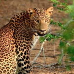 Wilpattu: Private Safari Day Trip with Lunch & Entry Fees - Why Wilpattu National Park?