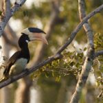 Wilpattu Safari Drive From Trincomalee, Nilaveli & Suburbs - Detailed Review of the Wilpattu Safari Drive