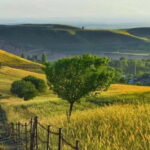 Windows Desktop Theme - Poppy Fields from Tashkent - Who Is This Tour Best For?