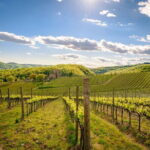 Wine tasting in TWO family wineries around Florence - An In-Depth Look at the Itinerary
