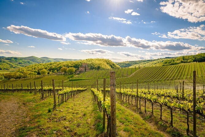 Wine tasting in TWO family wineries around Florence - An In-Depth Look at the Itinerary