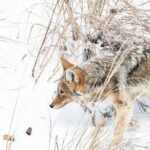 Winter Wildlife Watching Private Tour - Is It Worth the Price? Analyzing Value