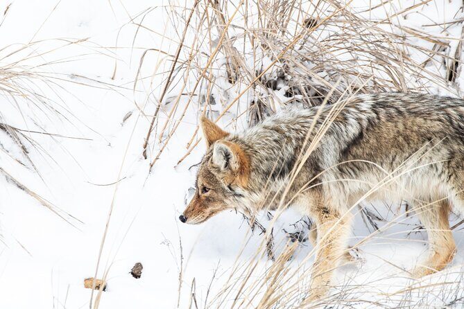 Winter Wildlife Watching Private Tour - Is It Worth the Price? Analyzing Value