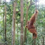 Wonderful 7 Days North Sumatra Tour (Include: 2 Days 1 Night Jungle Trekking) - Authentic Experiences & Guided Insights