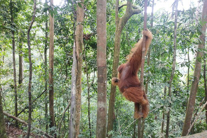 Wonderful 7 Days North Sumatra Tour (Include: 2 Days 1 Night Jungle Trekking) - Authentic Experiences & Guided Insights