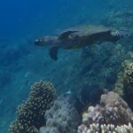 Wonderful Snorkeling Trip from Manila! updated 2023*** - Practical Tips for Your Trip