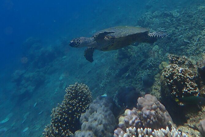 Wonderful Snorkeling Trip from Manila! updated 2023*** - Practical Tips for Your Trip