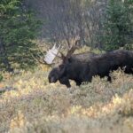 Wonders of Yellowstone Lower Loop Private Tour with Lunch - What Travelers Say and What It Means for You