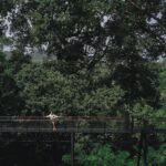 World C+ (Ziplines 10 Platforms + Roller + Sky Walk and World Set Menu ) - The Itinerary Breakdown