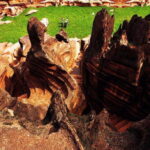 Wulong karst+Red stone National Park 3-days Private tour-Extension - Authentic Experiences & Practical Details