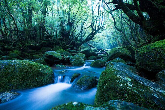 Yakushima Private Island Sights Tour with English Speaking Guide - The Benefits of a Private, Customizable Tour