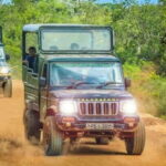 Yala: 1 Day Leopard Safari with Picnic Lunch from Hambantota - The Full-Day Schedule — What You Can Expect
