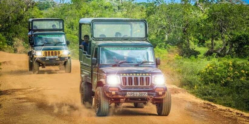 Yala: 1 Day Leopard Safari with Picnic Lunch from Hambantota - The Full-Day Schedule — What You Can Expect