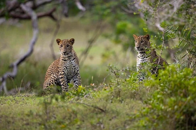 YALA BLOCK 5 & 6 (Weheragala & Lunugamwehera) Safari Tours - Why Choose This Safari?