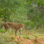 Yala Jeep Safari: Tour from Colombo/Pasikudah/Ella/Bentota - An Inside Look at the Yala Safari Experience