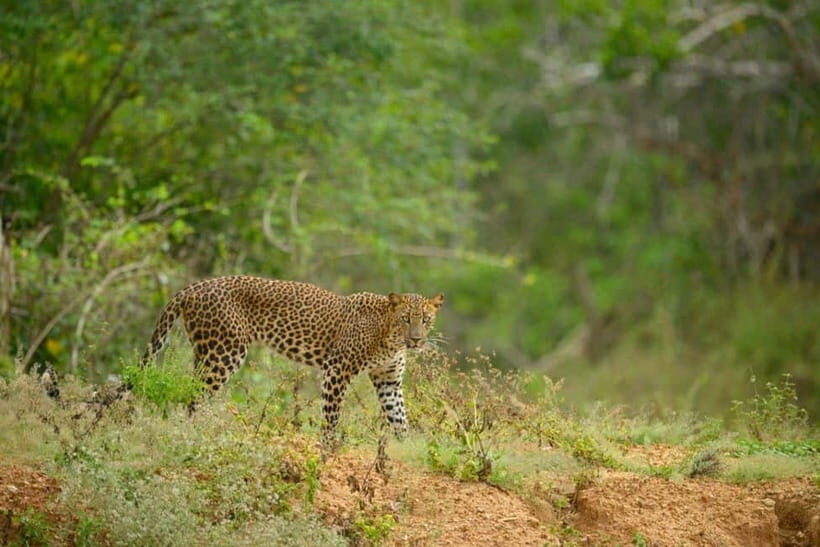 Yala Jeep Safari: Tour from Colombo/Pasikudah/Ella/Bentota - An Inside Look at the Yala Safari Experience