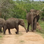 Yala National Park 4*4 Leopard Safari Tour - Experience and Itinerary Breakdown