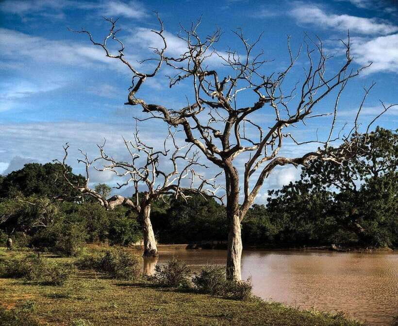 Yala National Park: All Inclusive Private Safari Day Trip - The Itinerary: What to Expect