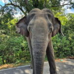 Yala National Park: Block 5 Special Evening/Morning Safari - FAQ