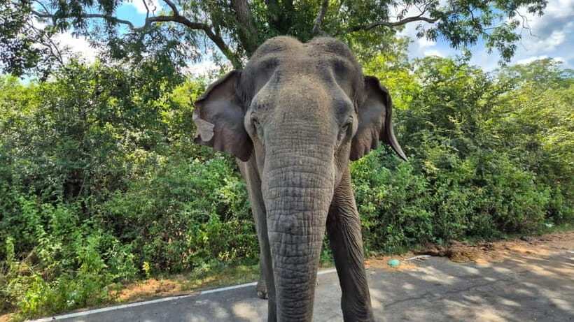 Yala National Park: Block 5 Special Evening/Morning Safari - FAQ